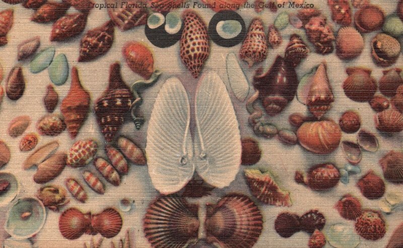 Vintage Postcard Tropical Florida Sea Shells Found Along The Gulf of ...