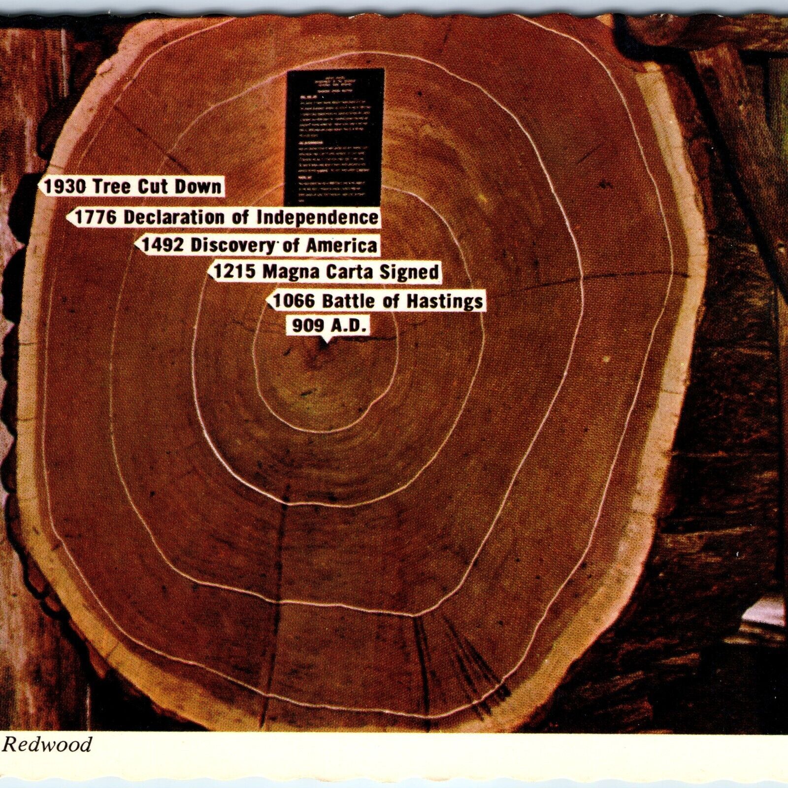 c1970s Life of a Redwood Tree Cross Section Ring 1000 Years History 4x6 ...