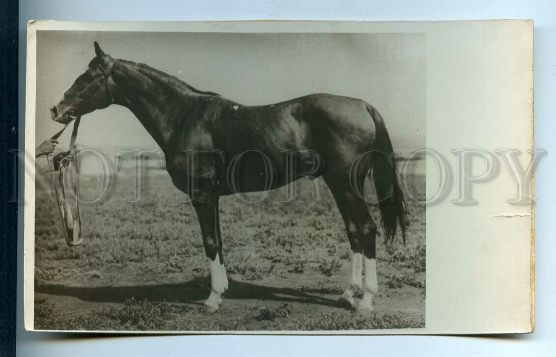 3058302 RUSSIA HORSE Championship SIMVOL old REAL PHOTO | Topics ...