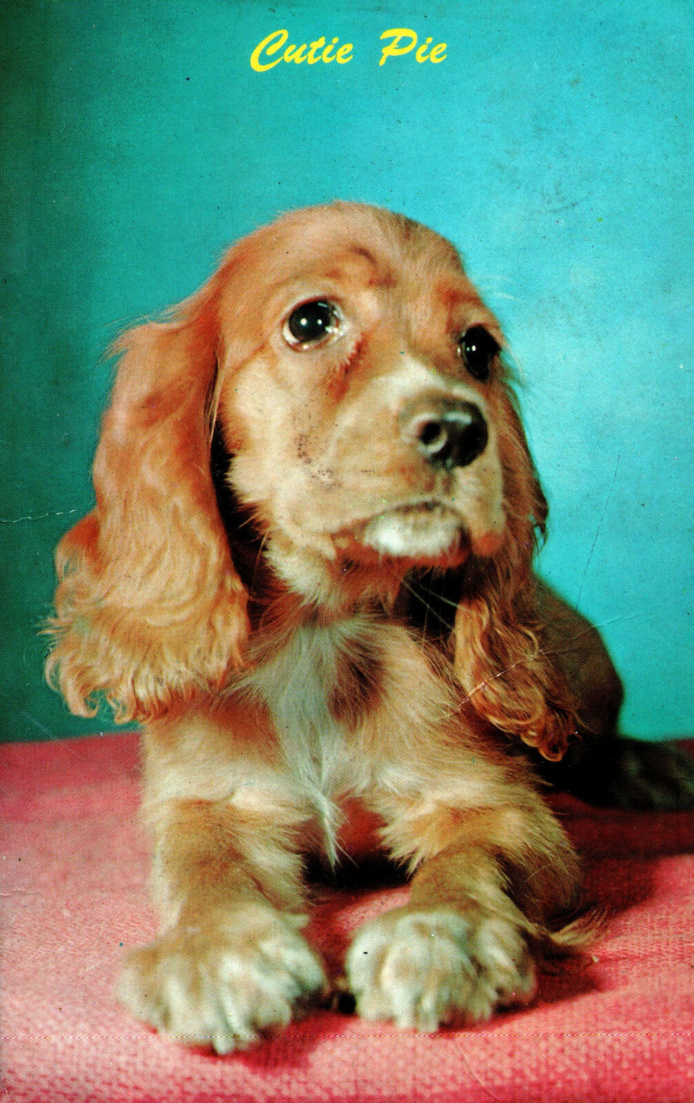 Vintage Postcard "Cutie Pie" Cocker Spaniel Mailed From Cape Canaveral ...