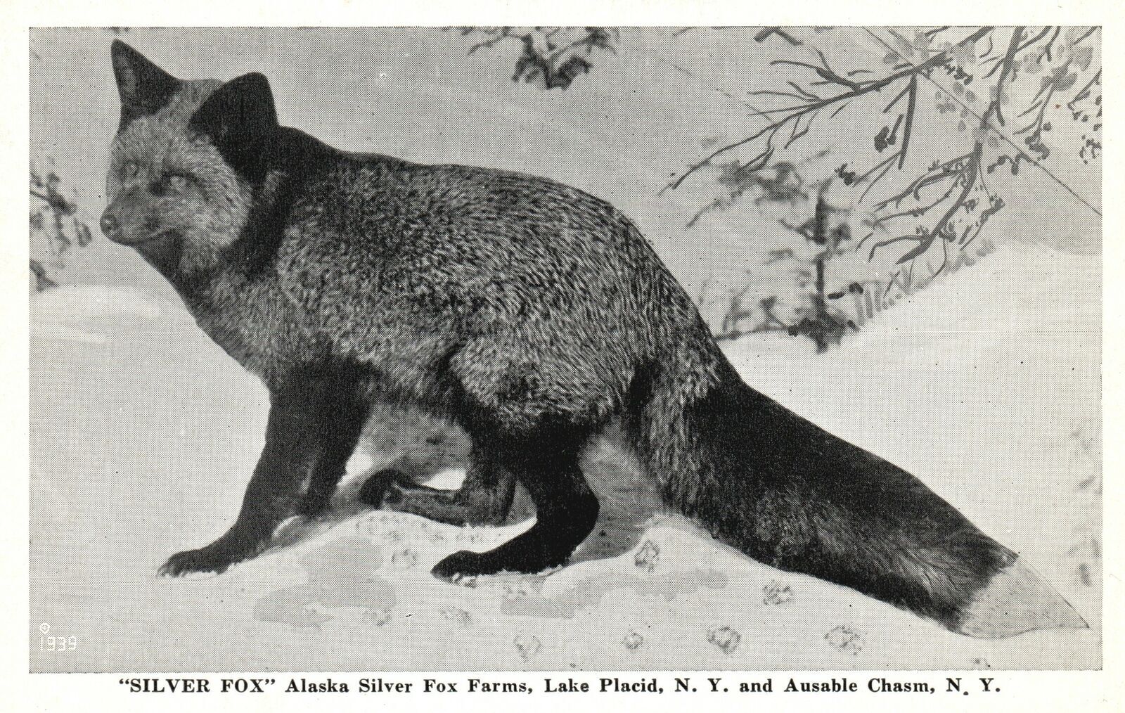 Vintage Postcard 1920's The Rare Silver Fox Alaska Farms Lake Placid ...