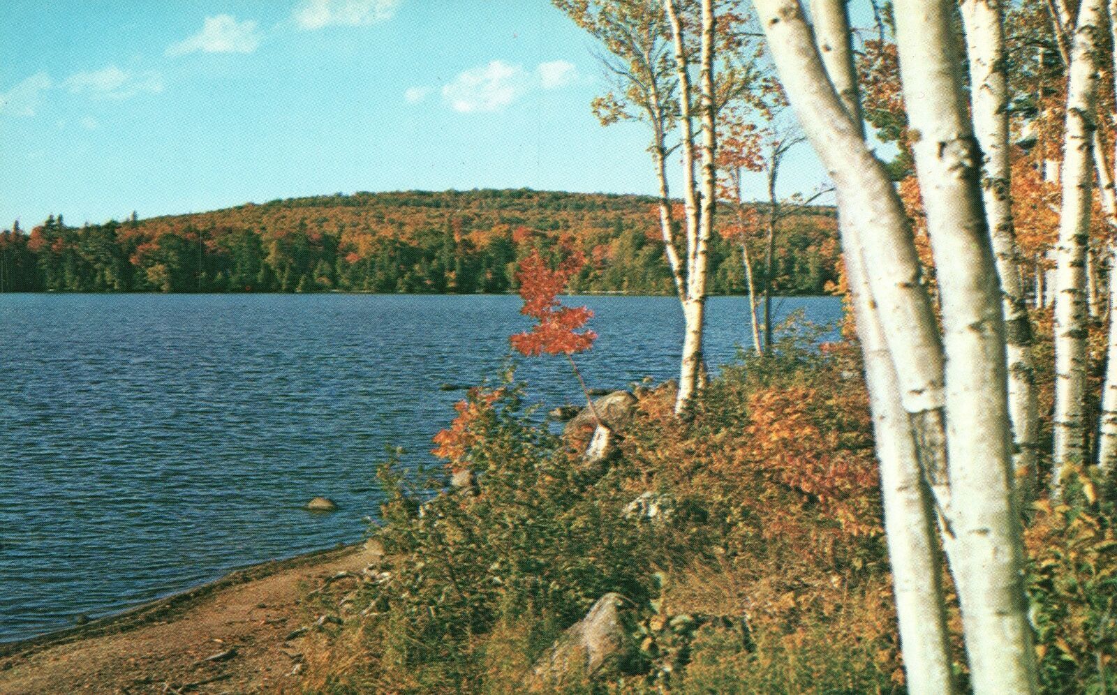 Vintage Postcard White Birches Line Pretty Northland Lake Vacationland ...