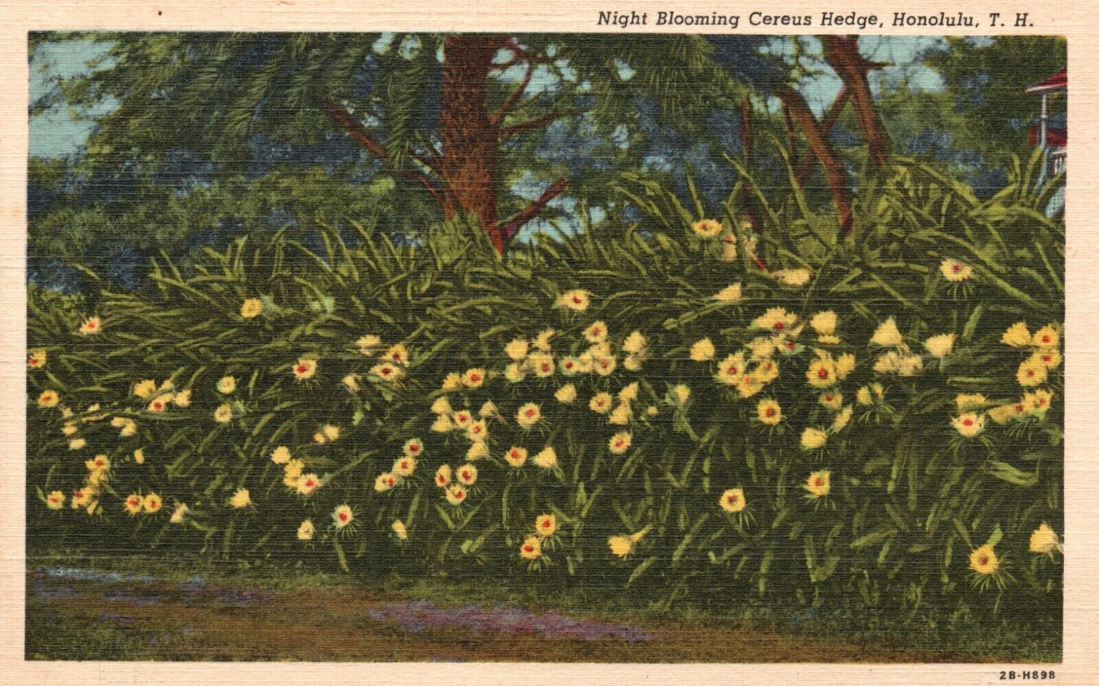 Vintage Postcard 1930's Night Blooming Cereus Hedge Honolulu Hawaii ...