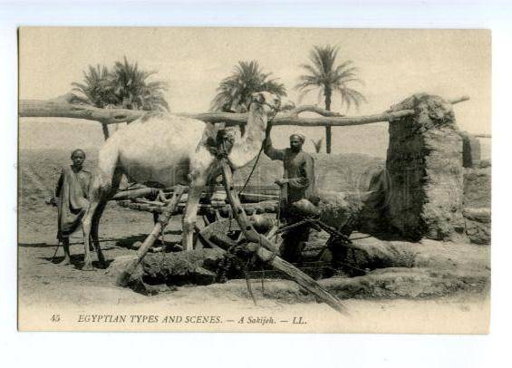 175265 EGYPT Types CAMEL SAKIJEH Sakia water wheel Vintage PC | Topics ...