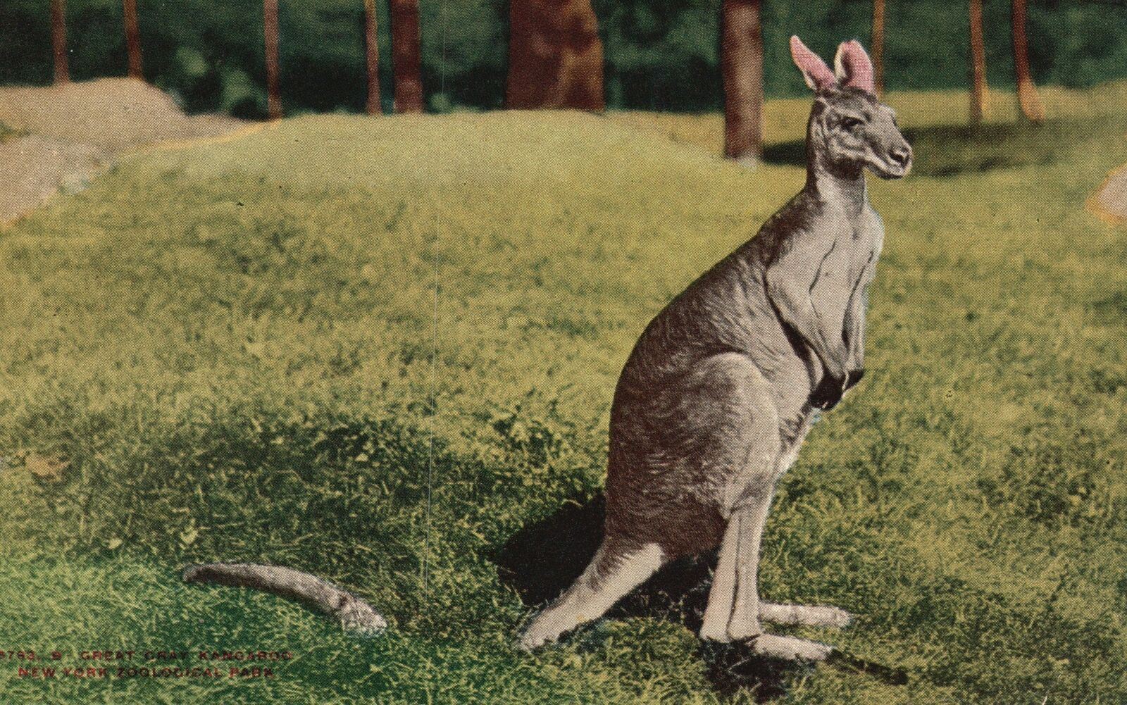 Vintage Postcard Great Gray Kangaroo New York Zoological Park Forest ...