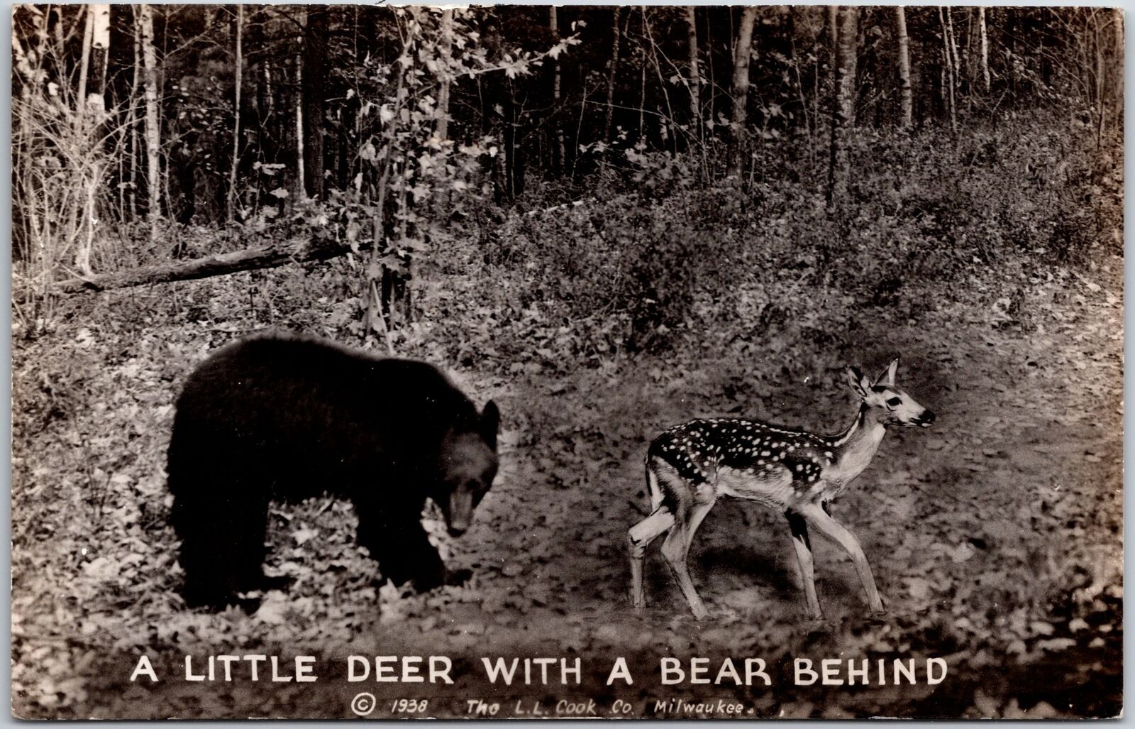 A Little Deer With A Bear Behind Wild Forest Animals Real Photo RPPC ...