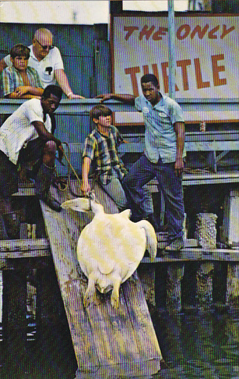 Only Turtle Crawl In The United States Key West Florida | United States ...