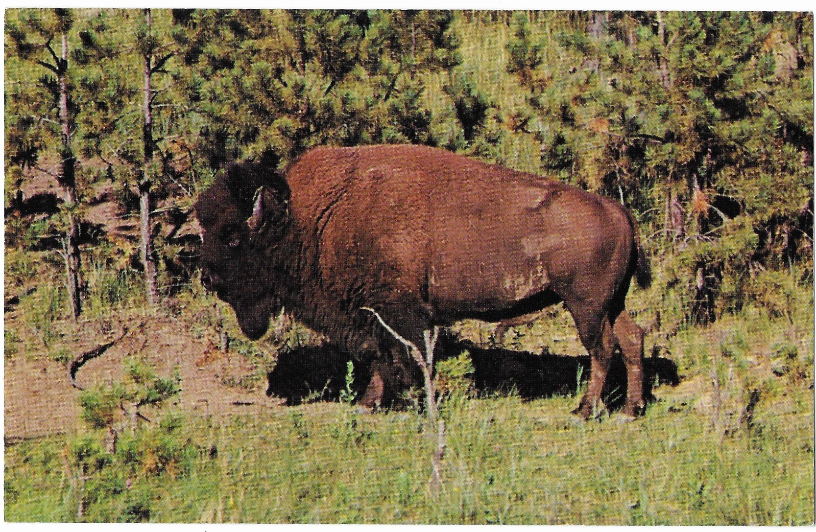 Buffalo Adult Bull Weighs 1,800 lbs Calves Born April to June | Topics ...