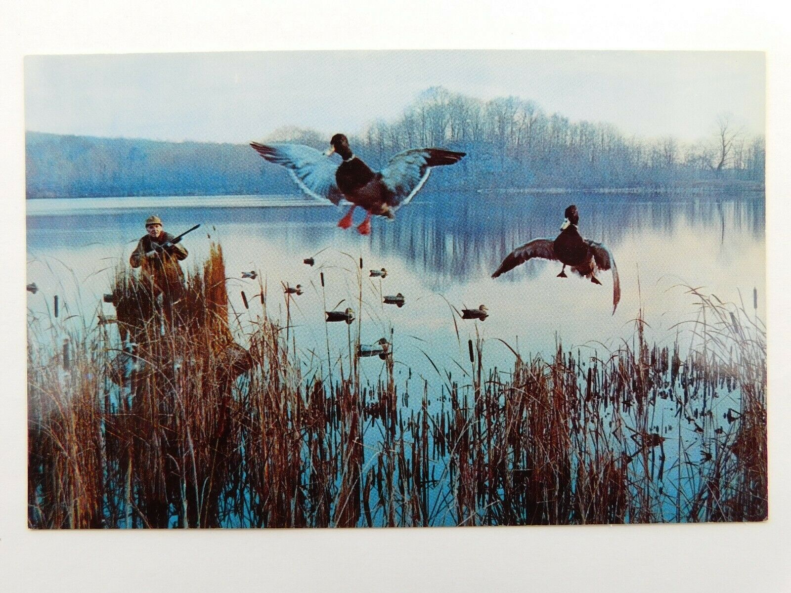 Among The Decoys Duck Fowl Hunting Lake Scene Shotgun Chrome Vintage ...
