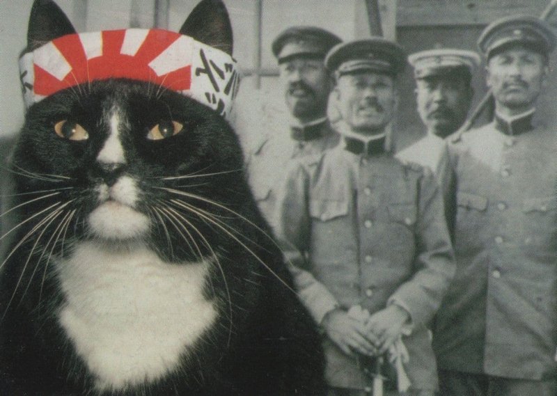 Japanese Tokyo Cat Fancy Dress WW2 Military Army Japan Cats Postcard ...