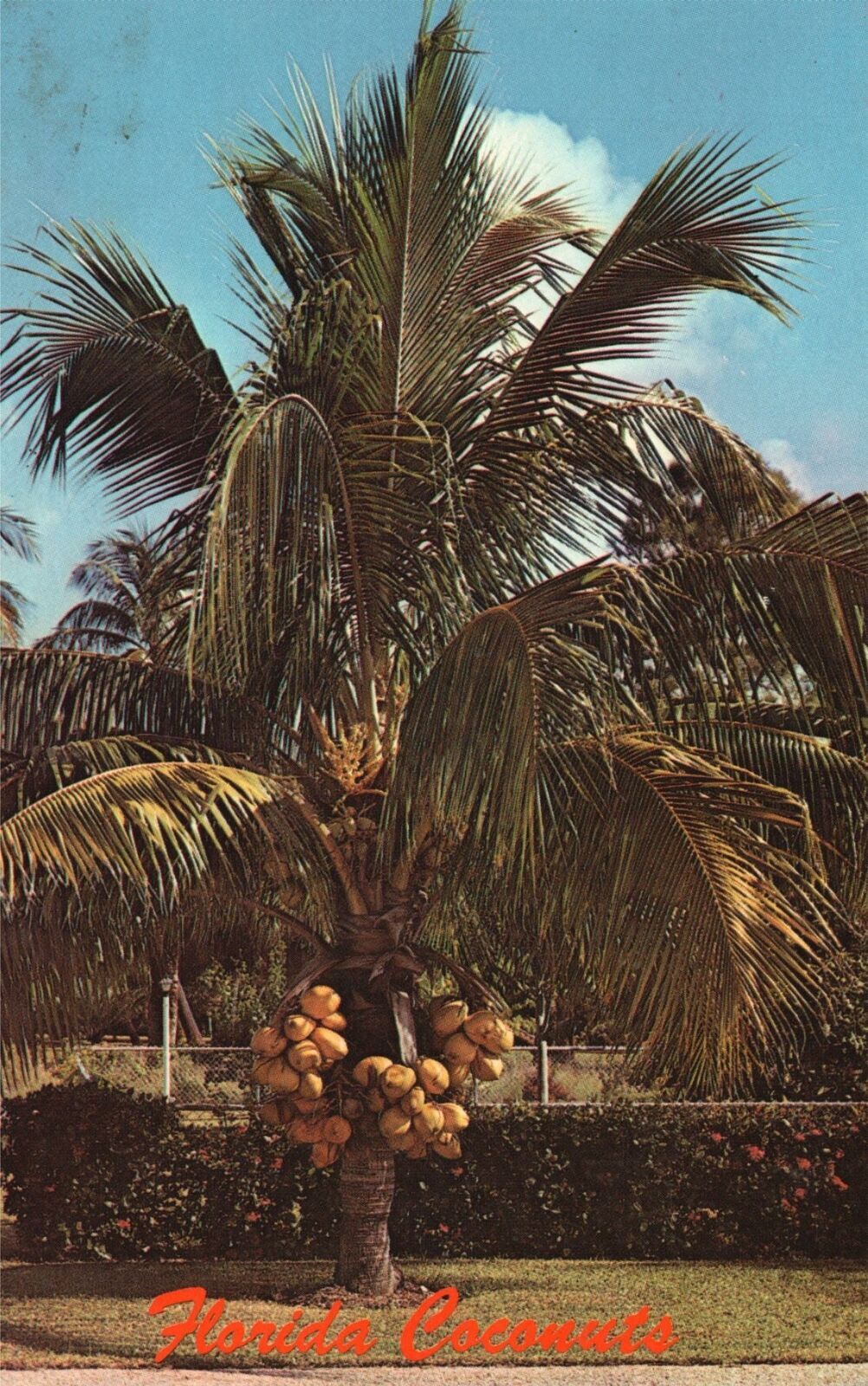 Vintage Postcard Beautiful Coconut Palm Tree Tropical Lowland Planting ...