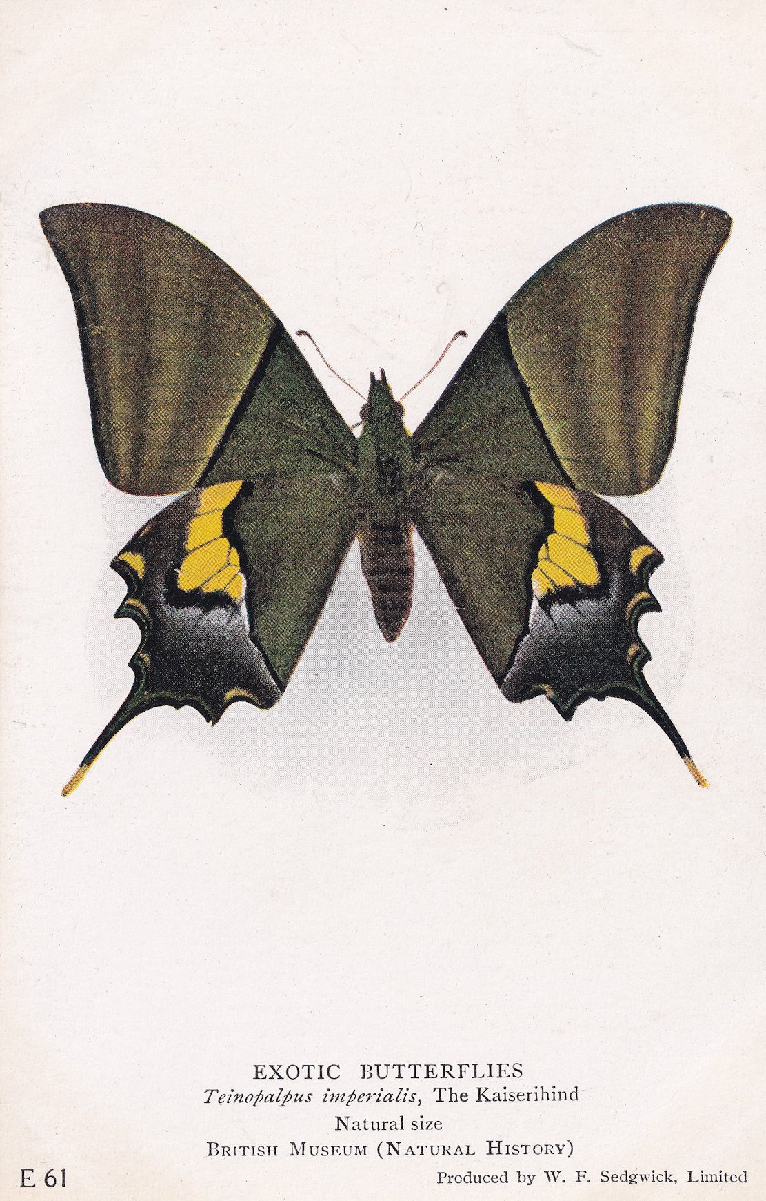 Teinopalpus Imperialis Kaiserhind Indian Swallowtail Butterfly ...
