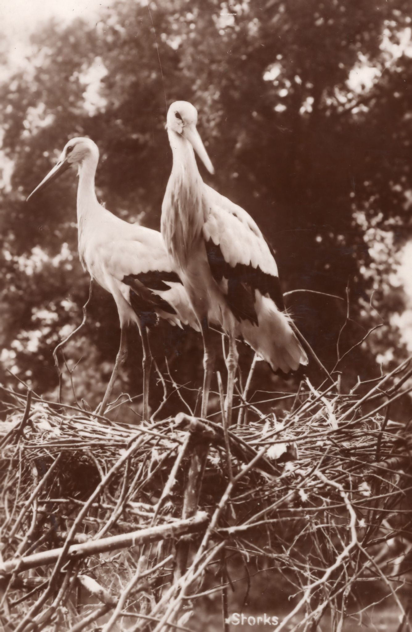 Storks London Zoo Zoological Society Birds Real Photo Old Postcard ...