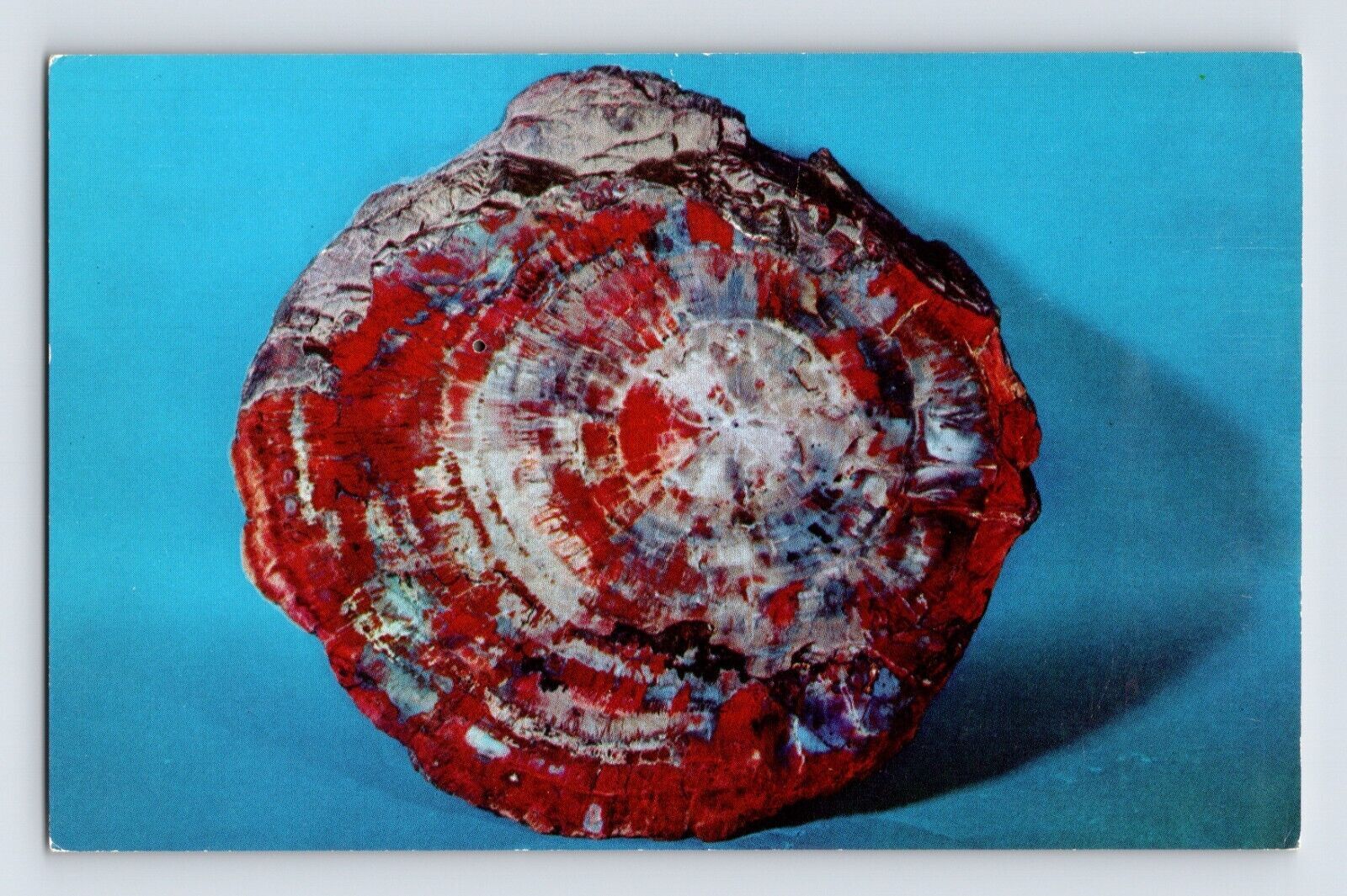 Postcard Arizona Petrified Forest AZ Log Cross Section Detail 1960s ...