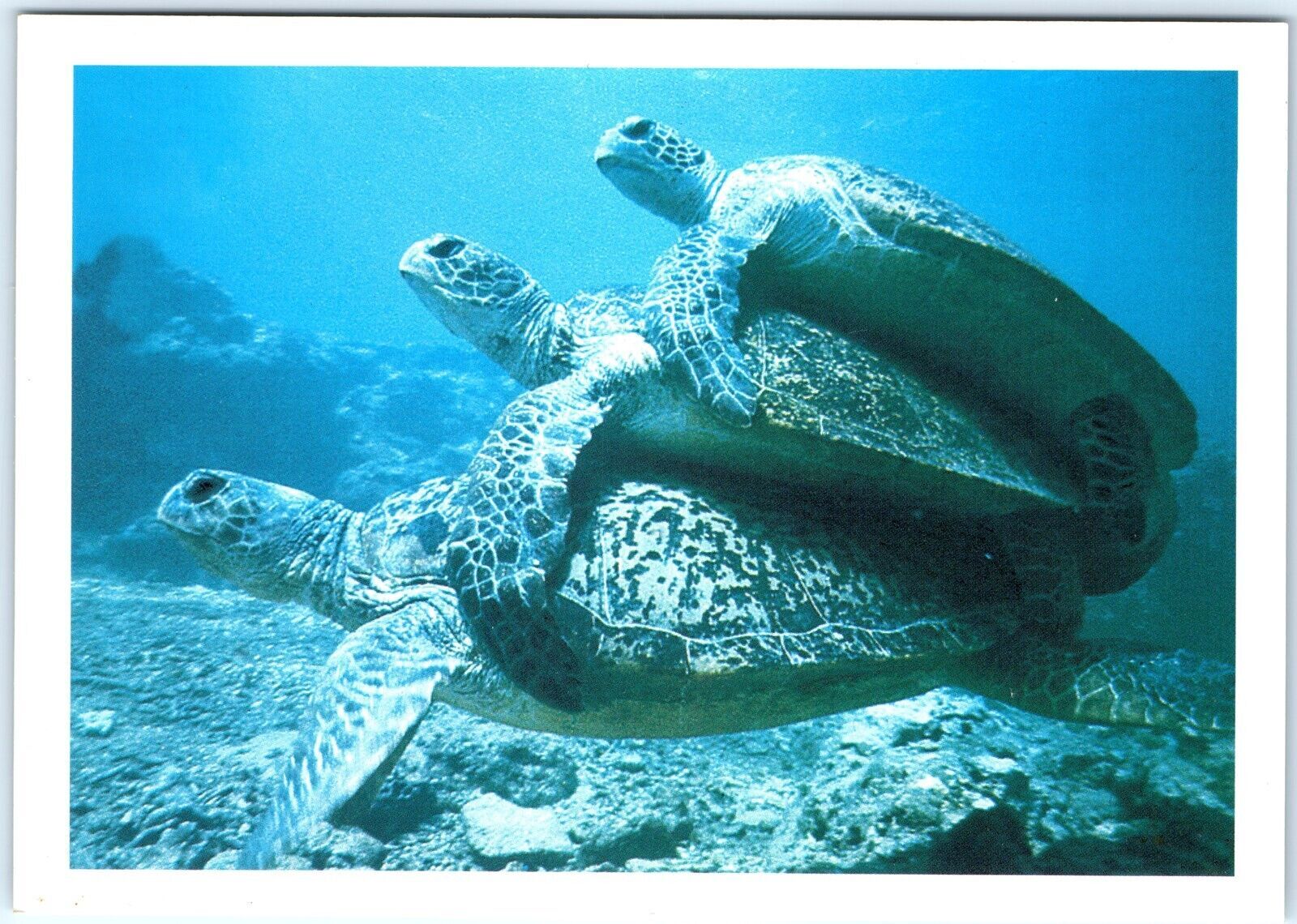 c1980s North Queensland, AU Coral Sea Marine Life Green Turtle Chrome ...