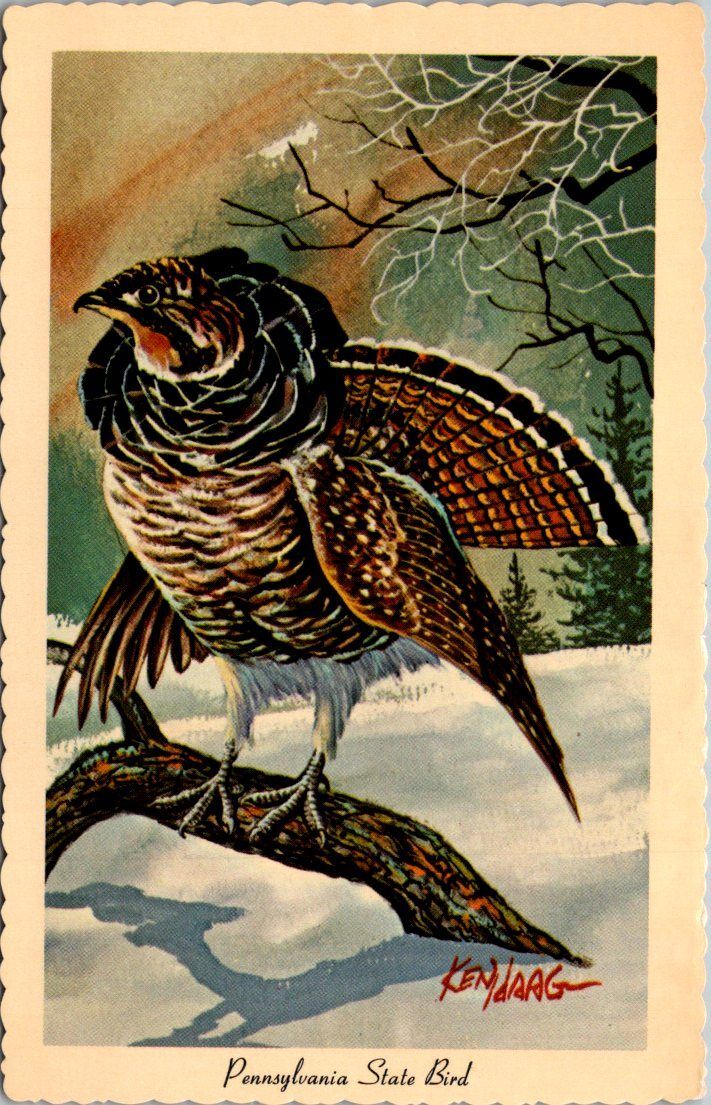 The Ruffed Grouse Pennsylvania State Bird | United States - Ohio ...