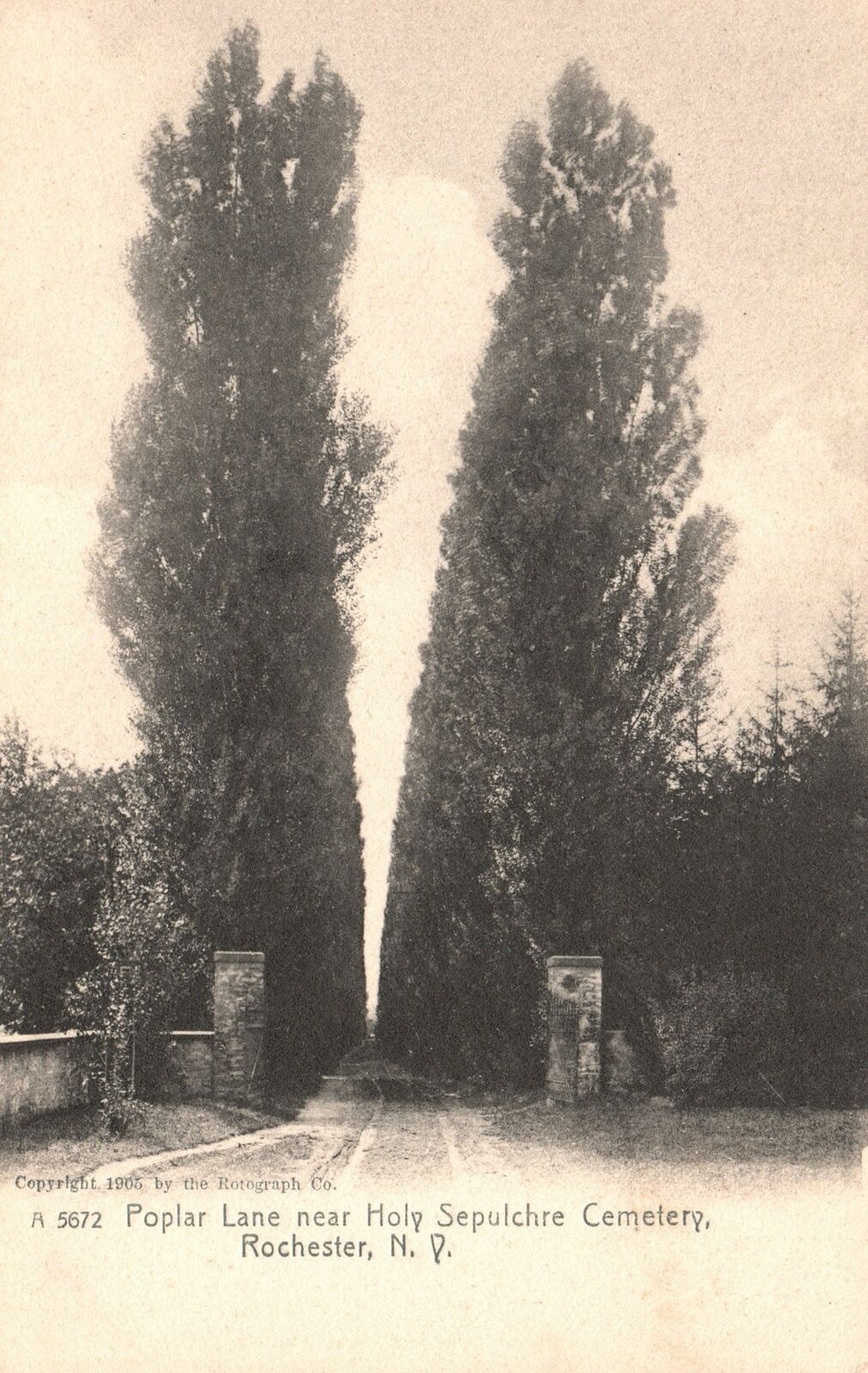 Vintage Postcard Popular Lane Near Holy Sepulchre Cemetery Rochester ...