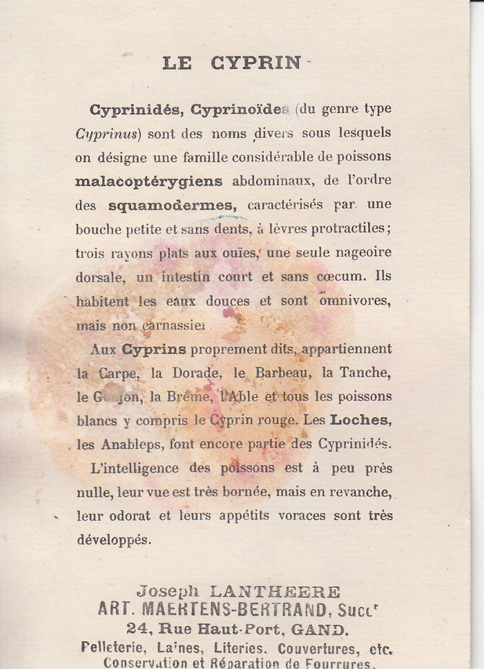 Chromo Litho Joseph Lantheere Trade Card Fish Poisson LE Cyprin ...