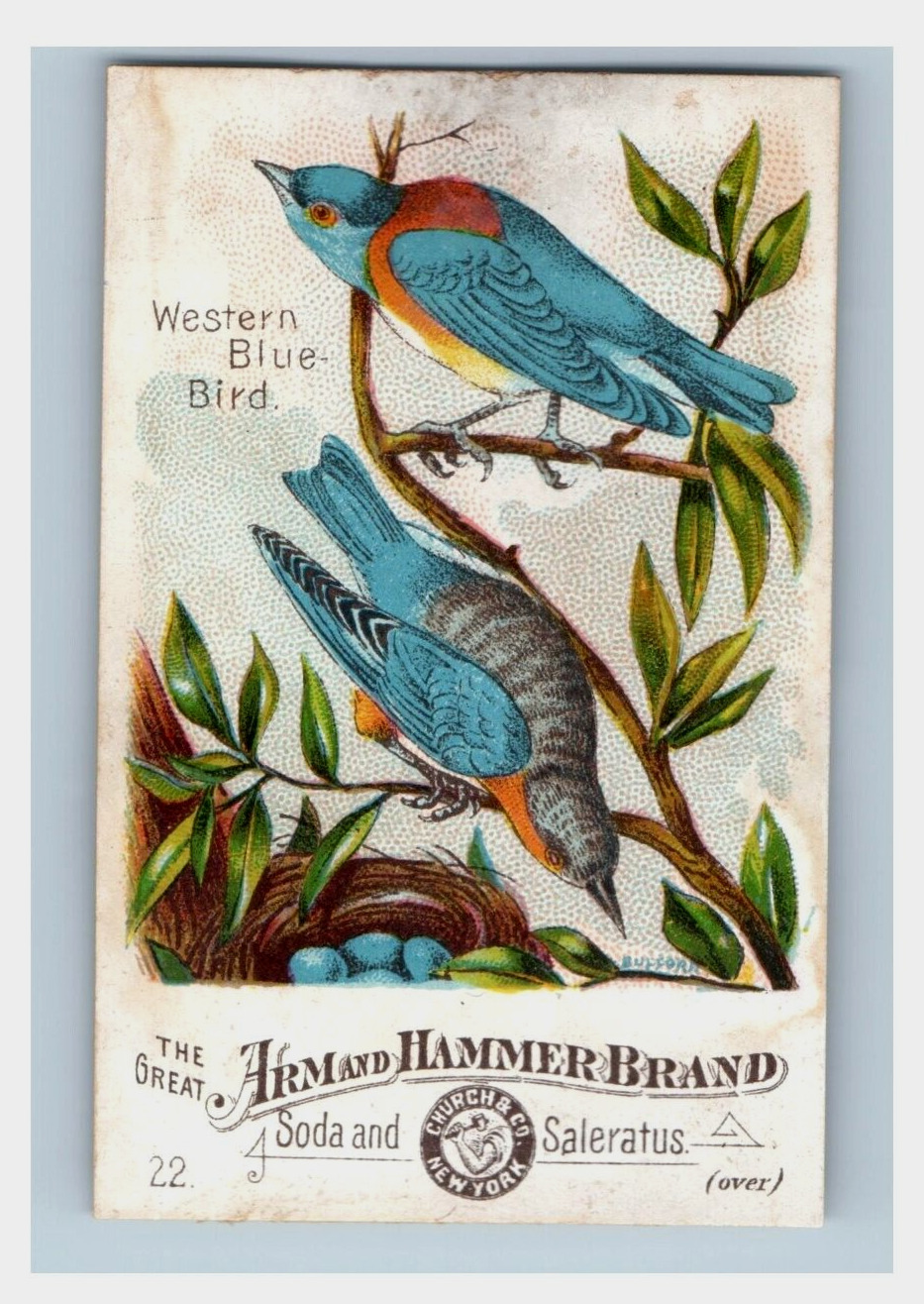 1880s-90s Arm & Hammer Bird Card No.22 Western Blue Bird F150 ...