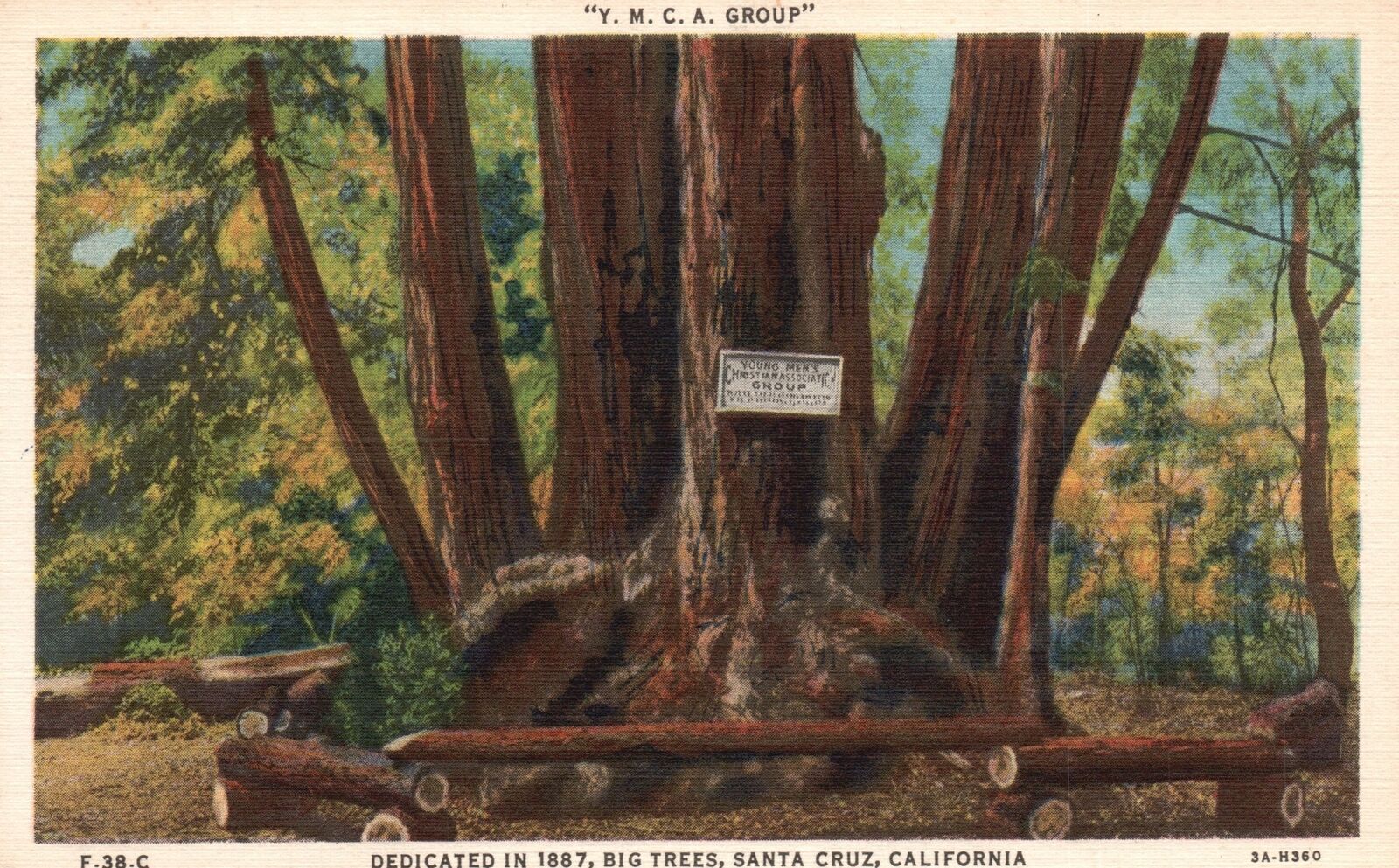 Vintage Postcard 1920's View of Y.M.C.A. Group Big Trees Santa Cruz ...