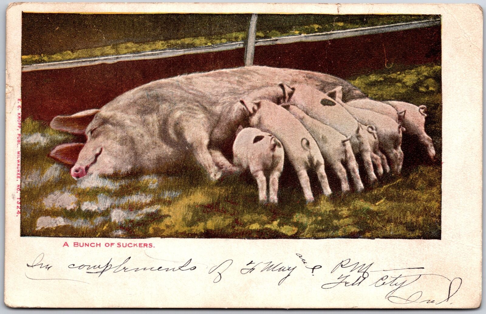 1906 A Bunch Of Suckers Posted Mama Pig And Baby Pigs Hand-Colored ...