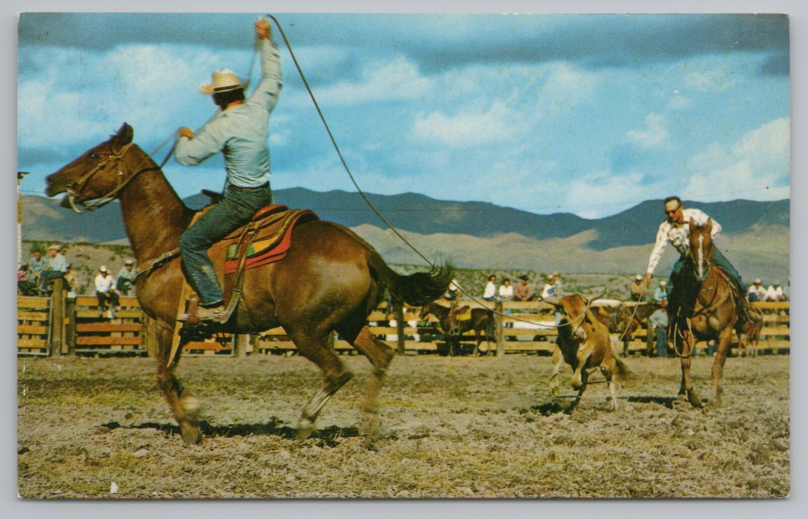 Western~Cowboy Ranch Hands Roping Calf in Corral~1950s Vintage Postcard ...