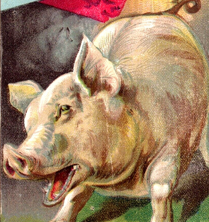 1880s Gunther's Candies Scared Pig Fireworks Fire Crackers P164 ...