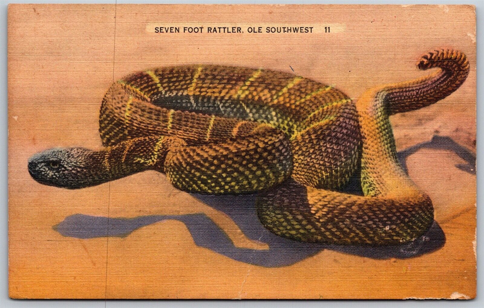 Vtg Seven Foot Rattler Ole Southwest Rattlesnake Snake Postcard | Other ...