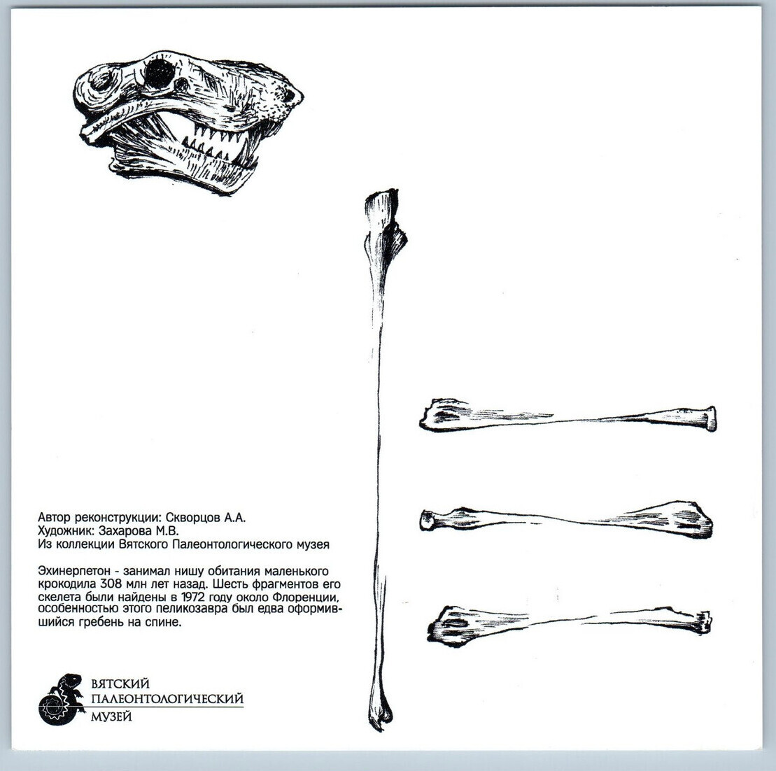 Hynerpeton pre Crocodile Paleoart Paleontology Vyatka museum NEW ...