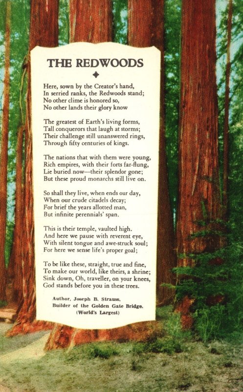 Vintage Postcard Redwoods Beautiful Poem Written By Joseph B. Straus ...