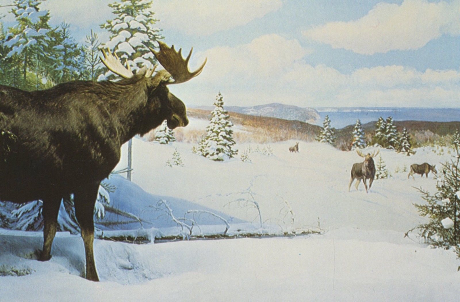 Bull Moose National Museum Of Natural Sciences Museum Of Nature ...