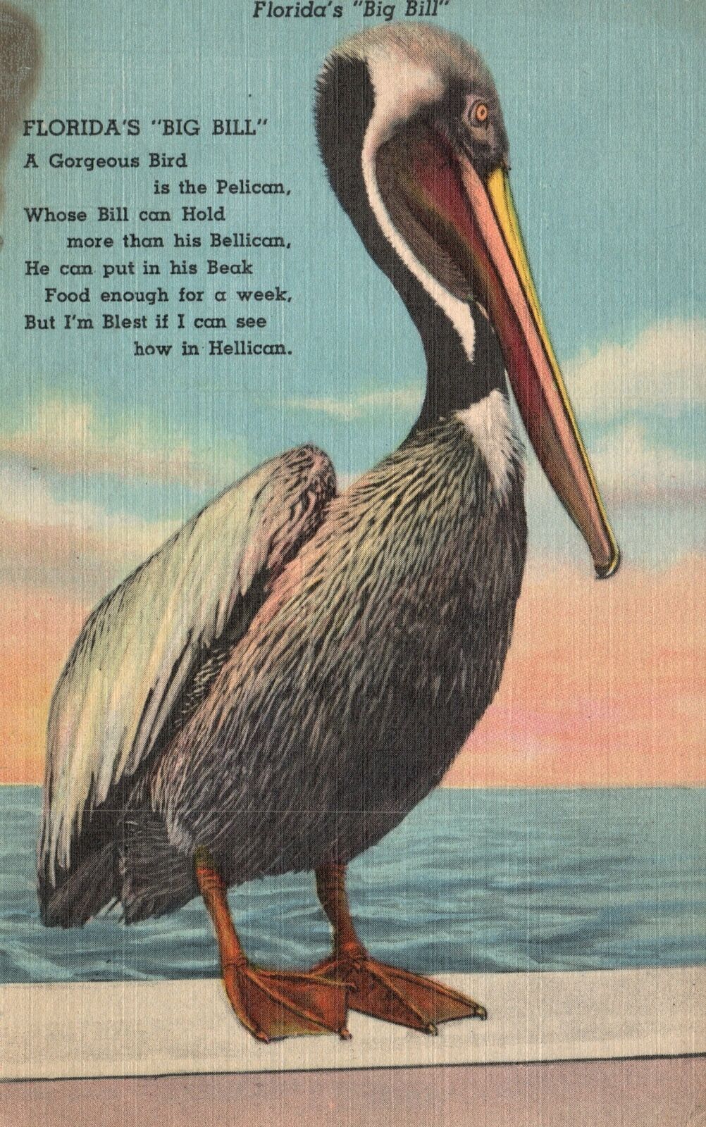 Vintage Postcard Bog Bill Bird Species Bill Can Hold More That His ...