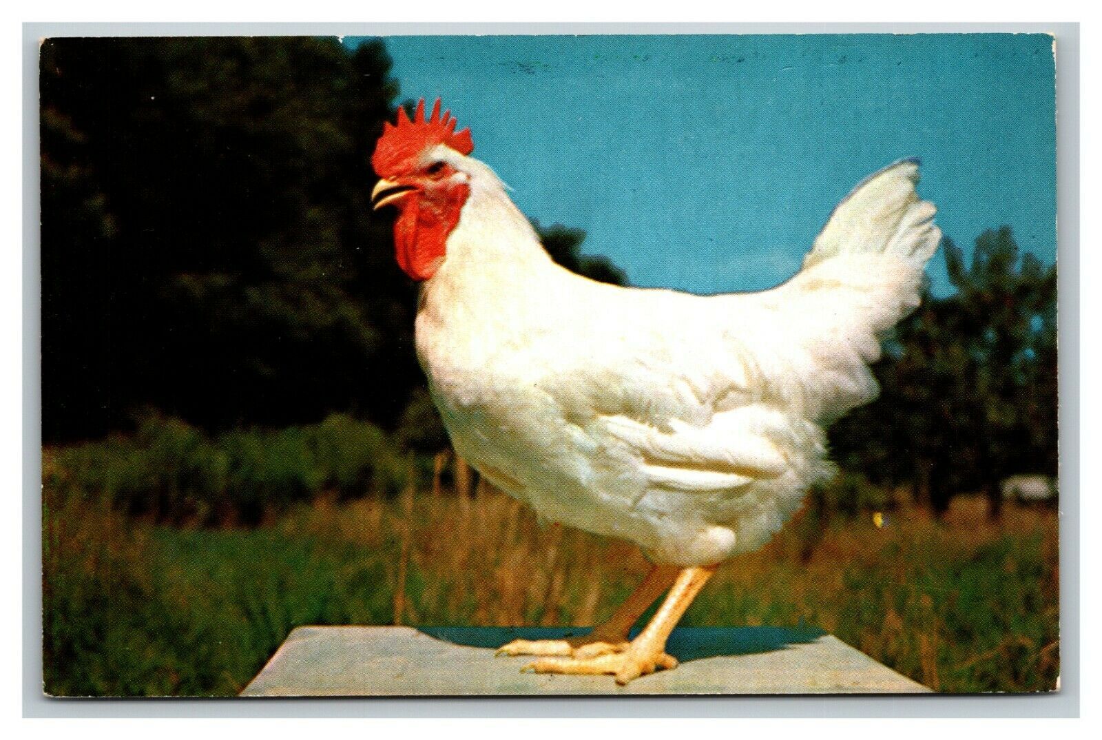 Vintage 1960's Postcard Greetings from Plain City Ohio - Barnyard ...