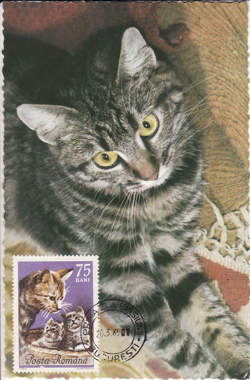 Romania Maxi Card CAT of European Breed | Topics - Animals - Other ...