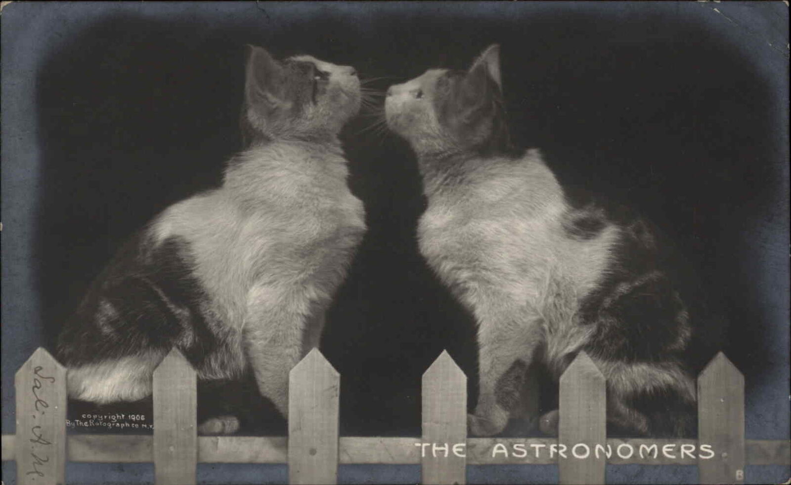 Handsome Cats"The Astronomers" Real Photo Rotograph Pre-1910 Postcard ...
