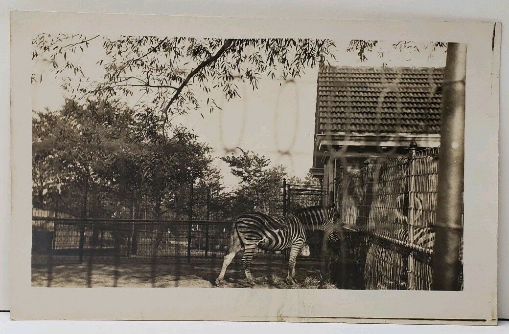 RPPC Kenneth Fagg Photo of Zebra Postcard E19 | Other / Unsorted ...
