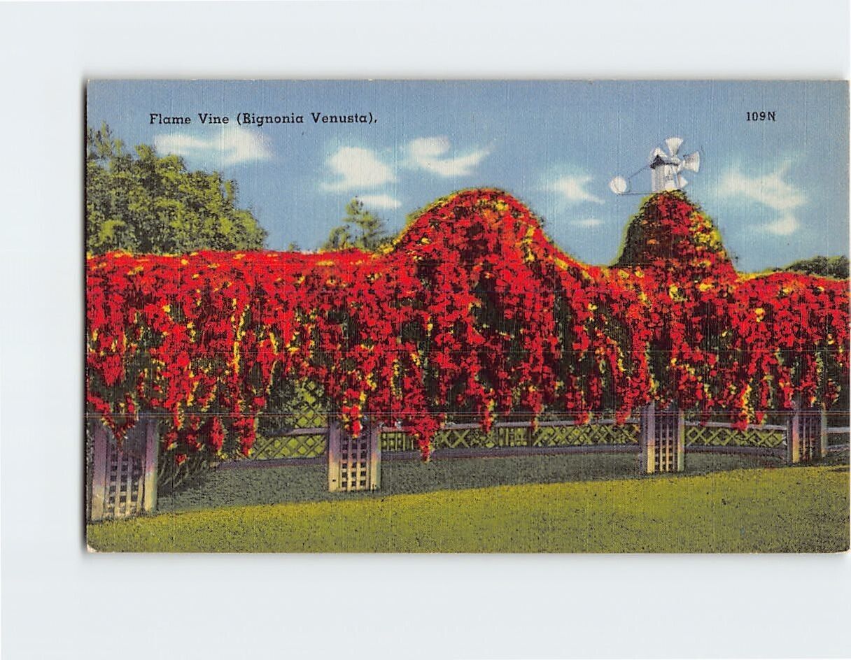 Postcard - Flame Vine (Bignonia Venusta) - Florida | United States ...