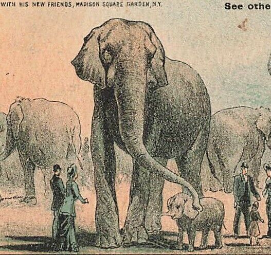 1880s Jumbo The Elephant Baby People Vulcan Rubber P24 | Ephemera ...