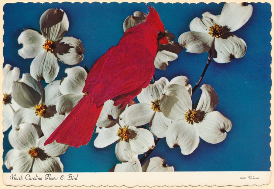 North Carolina - State Flower Dogwood - State Bird Cardinal | United ...