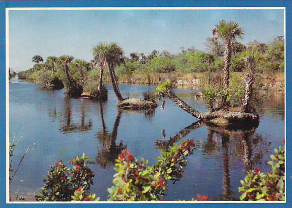 Canal Scene In Everglades National Park Florida | United States ...
