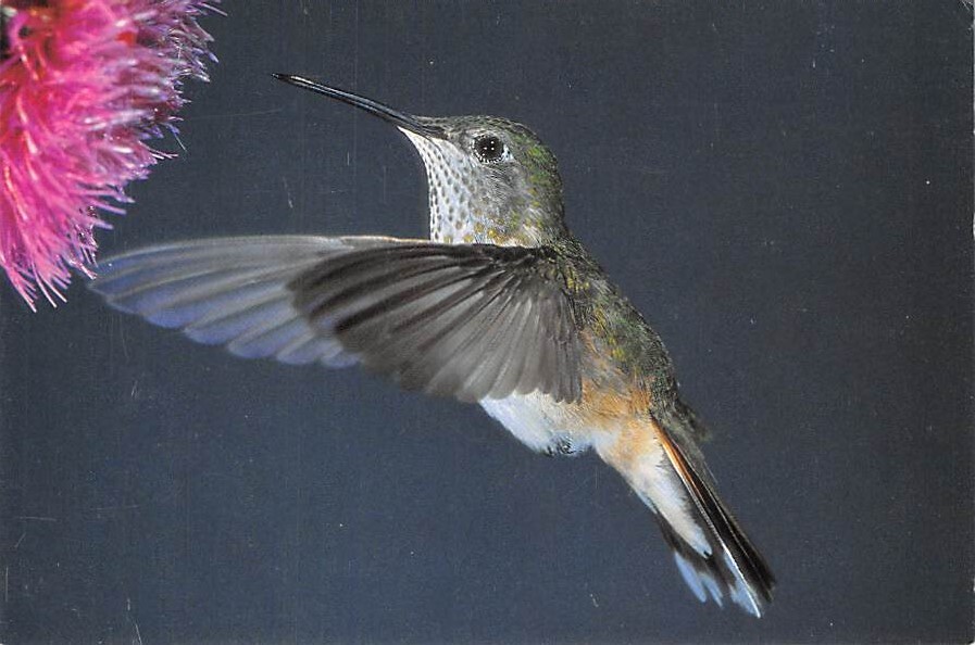 The Broad Tailed Hummingbird The Broad Tailed Hummingbird, Rocky ...