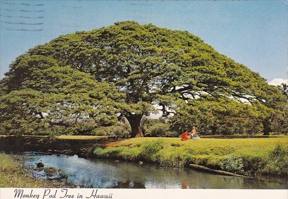 Hawaiian Monkey Pod Tree Honolulu Hawaii 1975 | United States - Hawaii ...