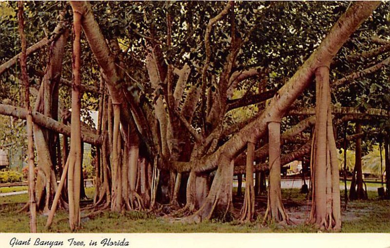 Giant Banyan Tree Trees FL | United States - Florida - Other, Postcard ...