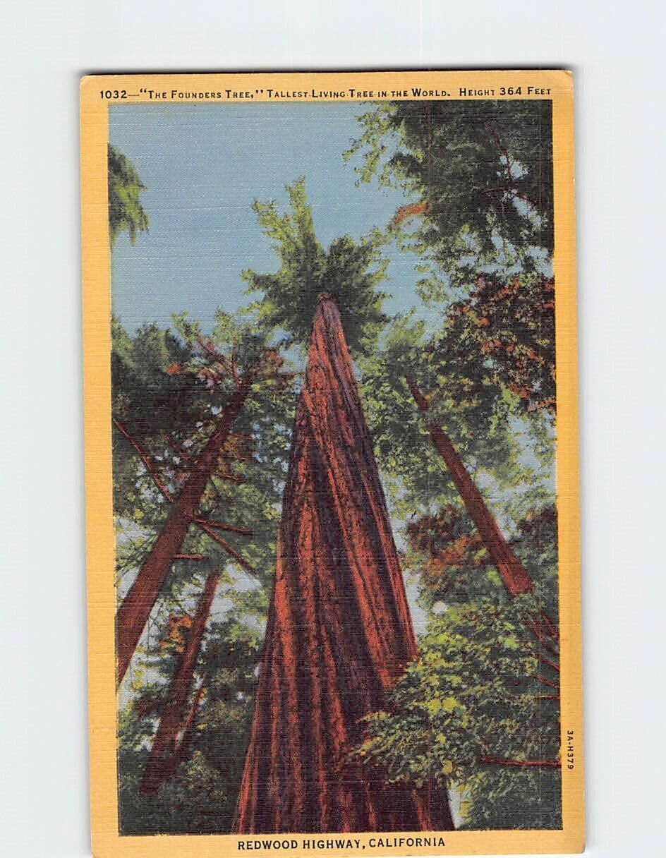 Postcard The Founders Tree Tallest Living Tree In The World Weott ...