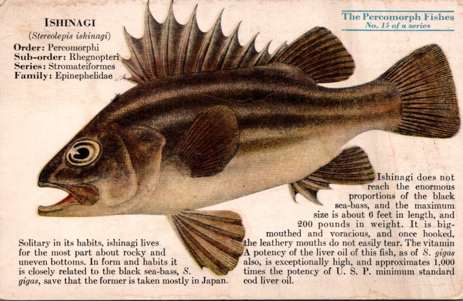 The Percomorph Fishes The Ishinage Contains The Liver Oil Used In Mead ...