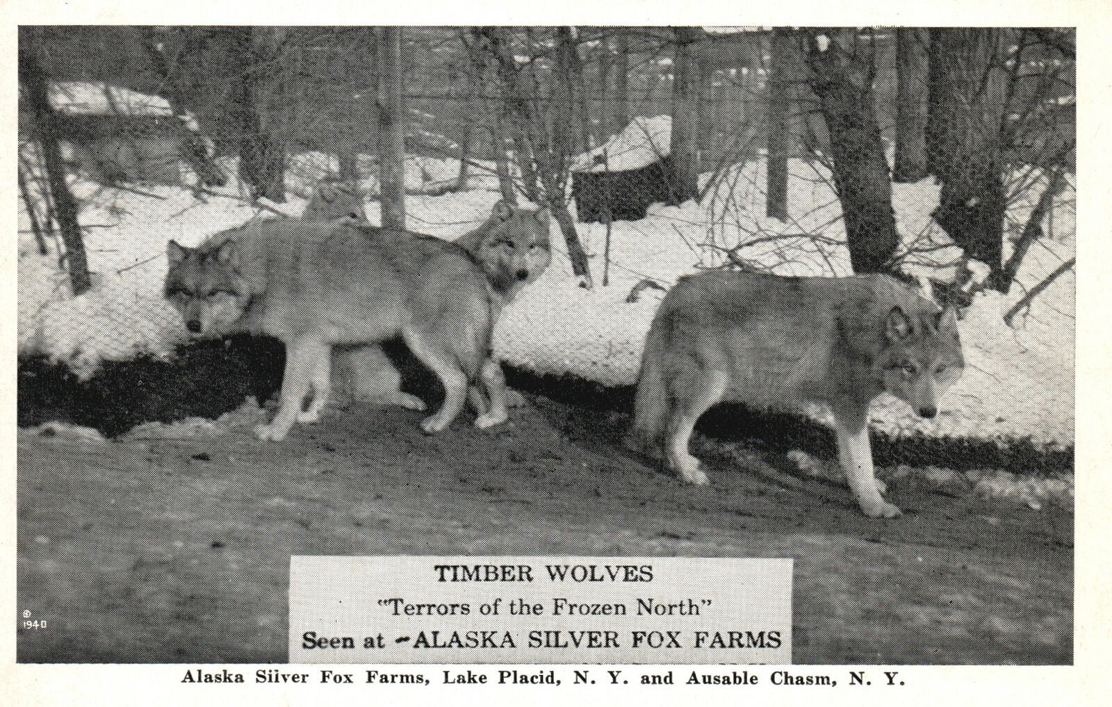Vintage Postcard 1920's Timber Wolves Alaska Sliver Fox Farms Lake ...