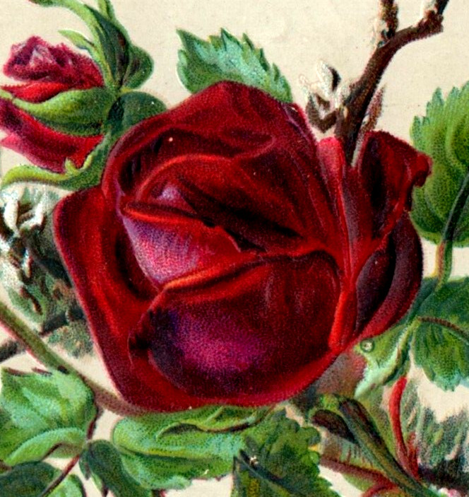 1880s Embossed Victorian New Year's Card Lovely Red Rose Fab! F111 ...