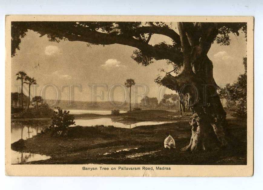 192049 INDIA MADRAS Banyan Tree Old ADVERTISING air mail RPPC | Topics ...