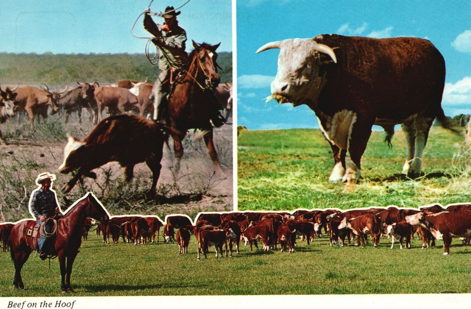 Vintage Postcard Beef on the Hoof Cows Horse Cowboy Wrangle Fargo North ...