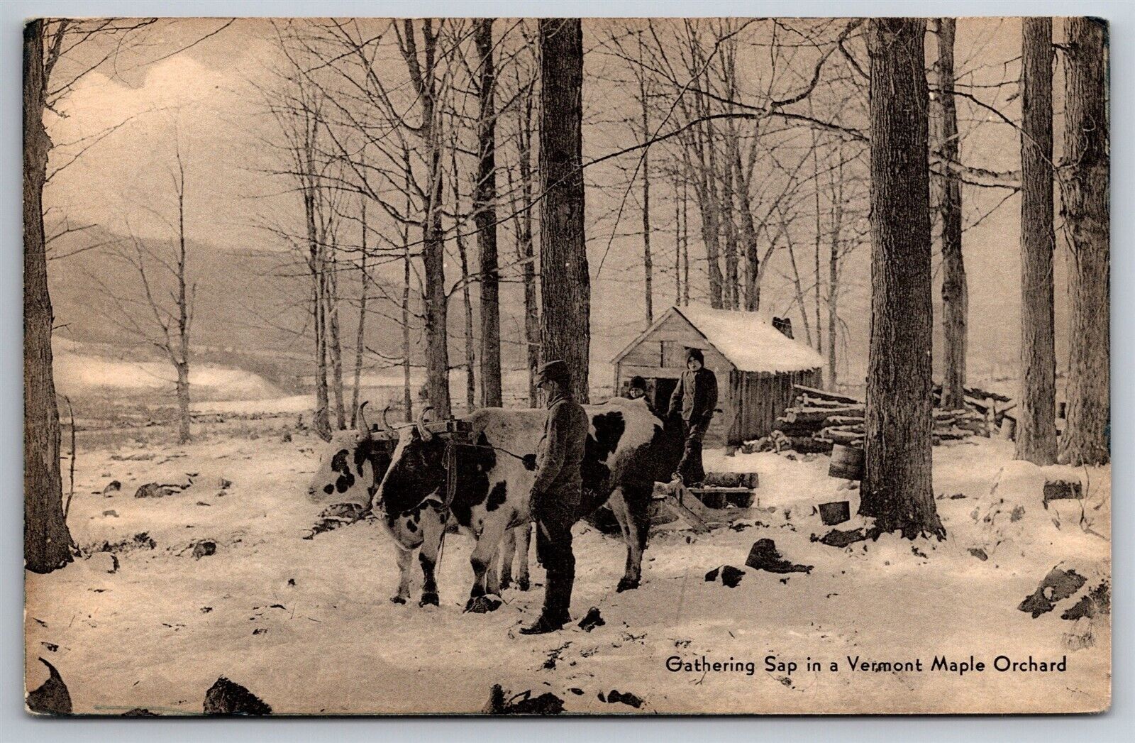 Gathering Sap For Maple Syrup Wooden Sled Cow Team Vermont C1920's ...
